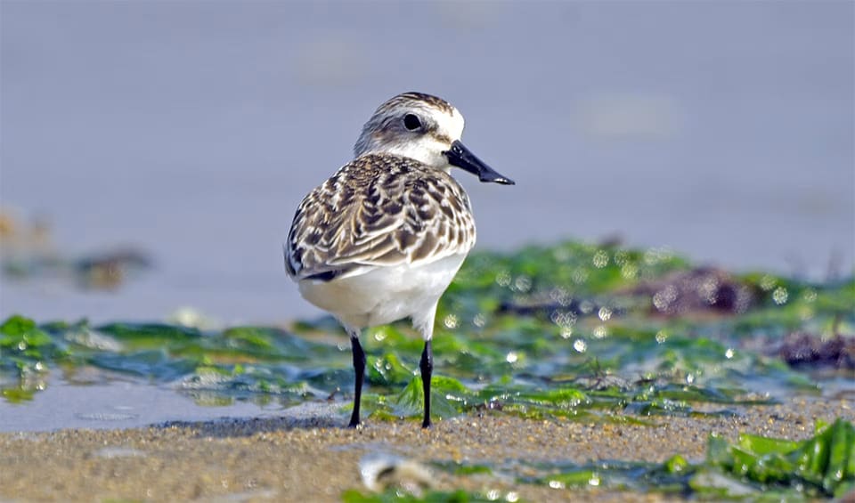 Spoon-billed sandpiper facts, distribution & population | BioDB