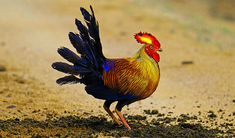 Sri Lanka junglefowl facts, distribution & population | BioDB