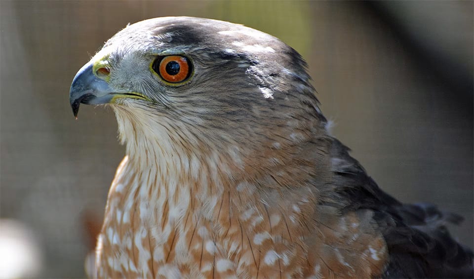 Cooper's hawk facts, distribution & population | BioDB