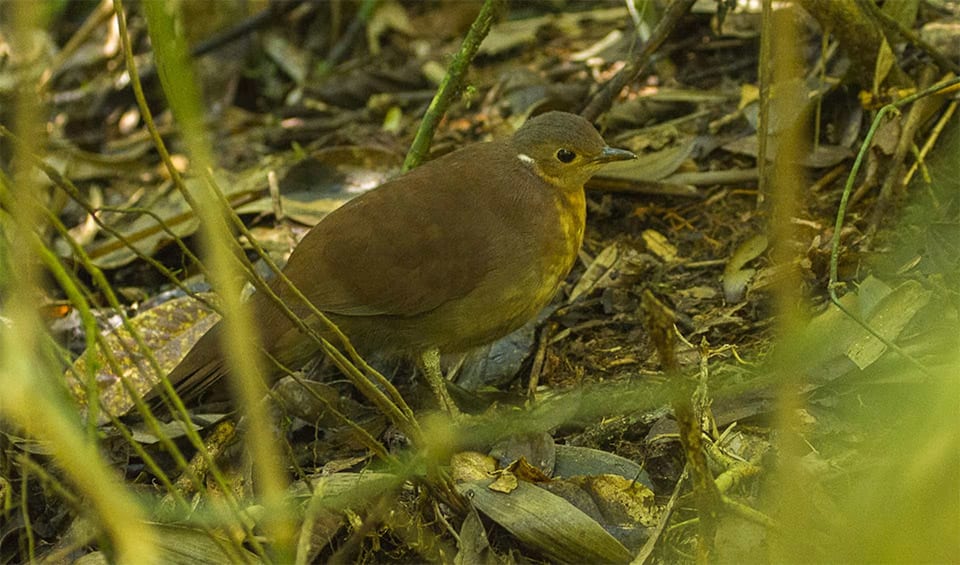 Brown mesite facts, distribution & population | BioDB