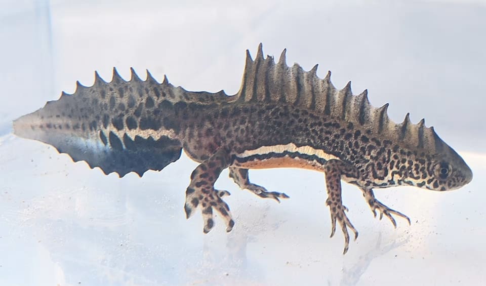 Northern banded newt facts, distribution & population | BioDB