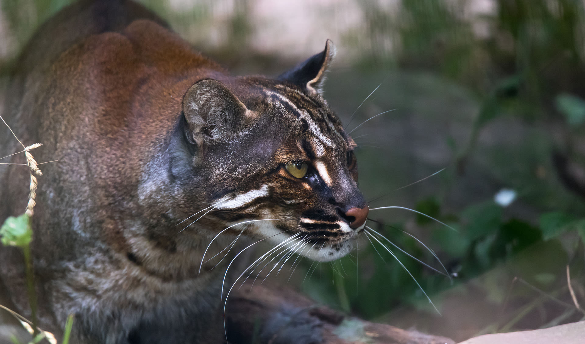 Catopuma - Bay & Asian golden cat: facts, distribution & population | BioDB