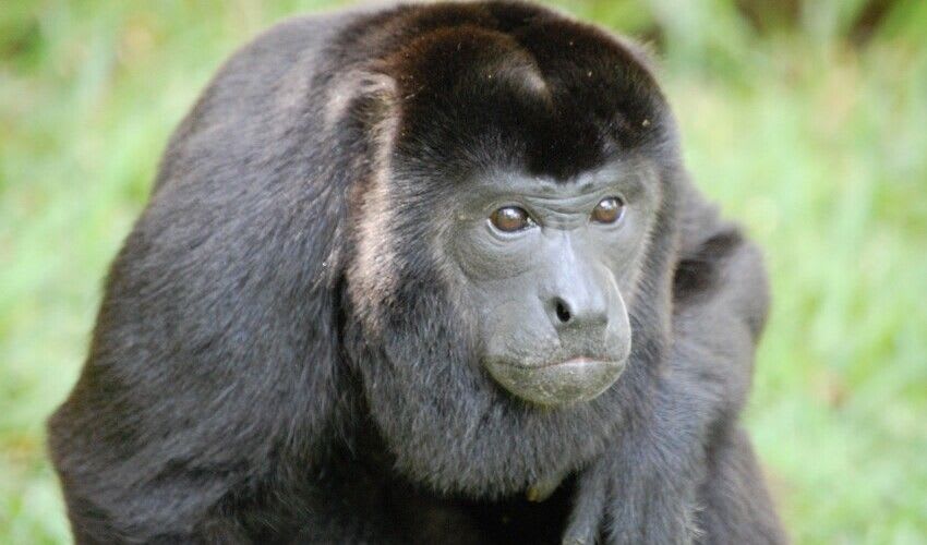 Black howler facts, distribution & population | BioDB