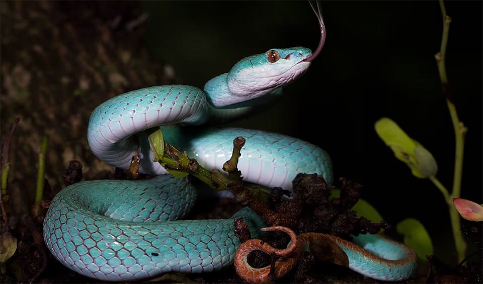 Indonesian pit viper facts, distribution & population | BioDB