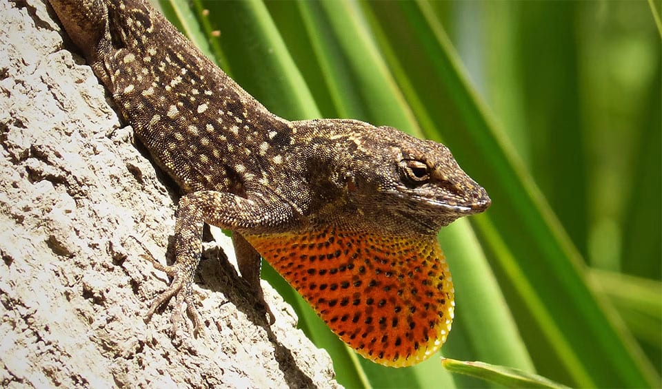Brown anole facts, distribution & population | BioDB
