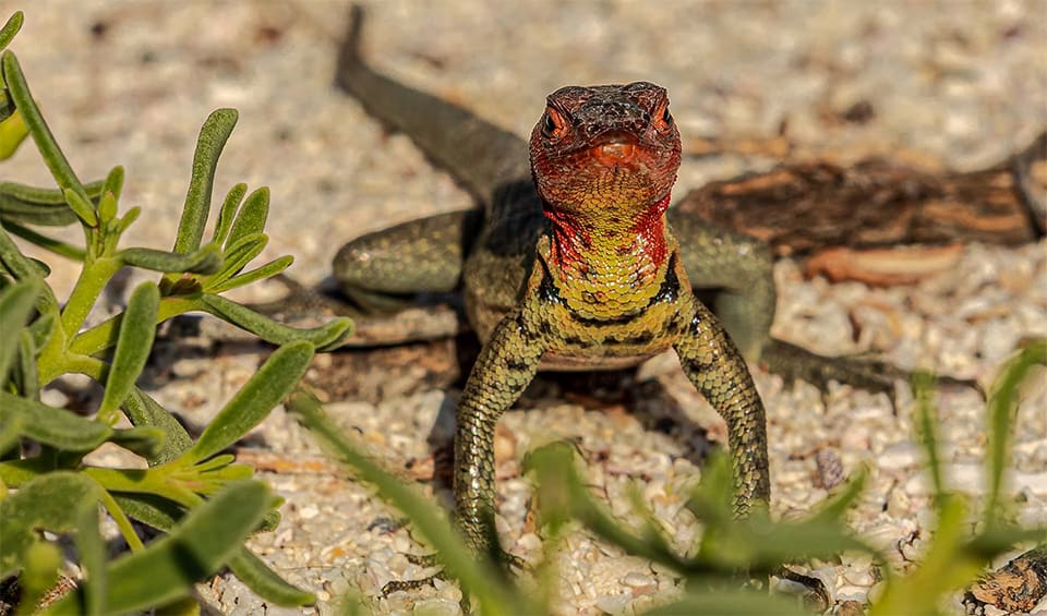Galápagos lava lizard facts, distribution & population | BioDB