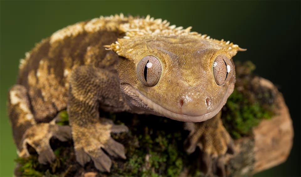 Crested gecko facts, distribution & population | BioDB