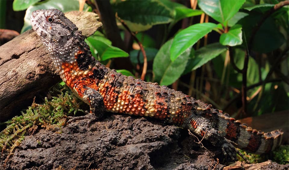 Chinese crocodile lizard facts, distribution & population | BioDB