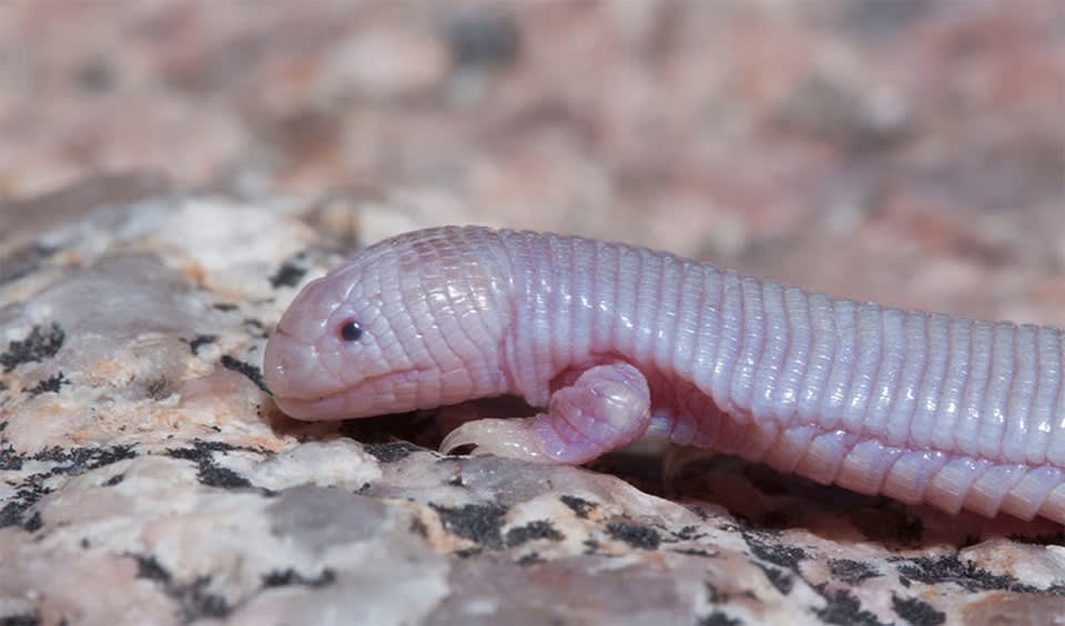 Bipedidae - Two-legged worm lizards: facts, distribution & population ...