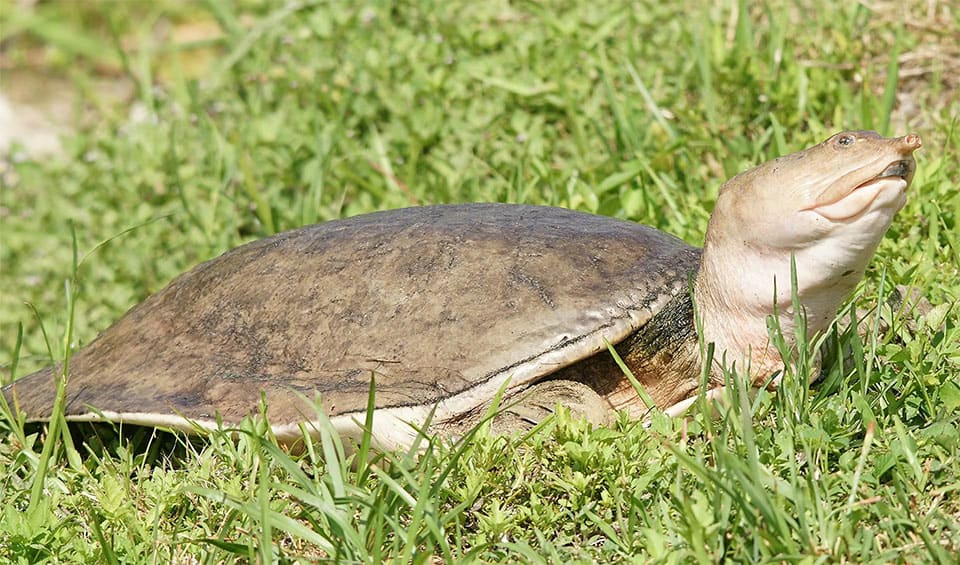 Florida softshell turtle facts, distribution & population | BioDB