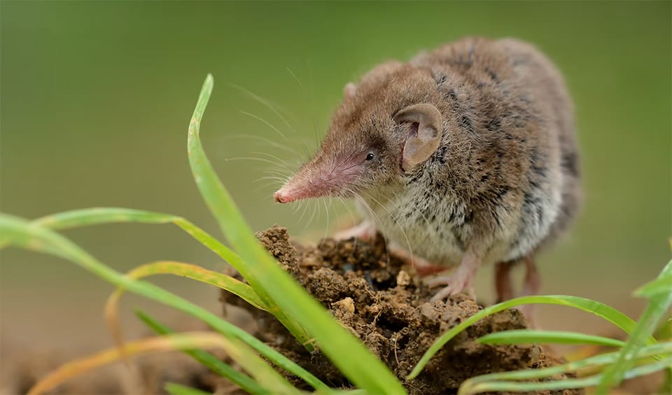 Soricomorpha - Shrews: facts, distribution & population | BioDB