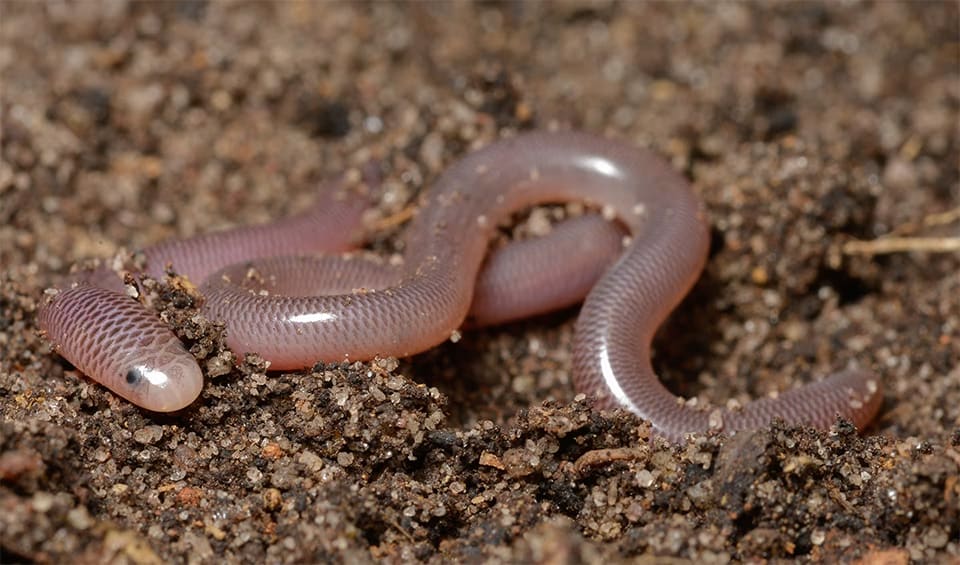 Leptotyphlopidae – Slender blind snakes: facts, distribution ...
