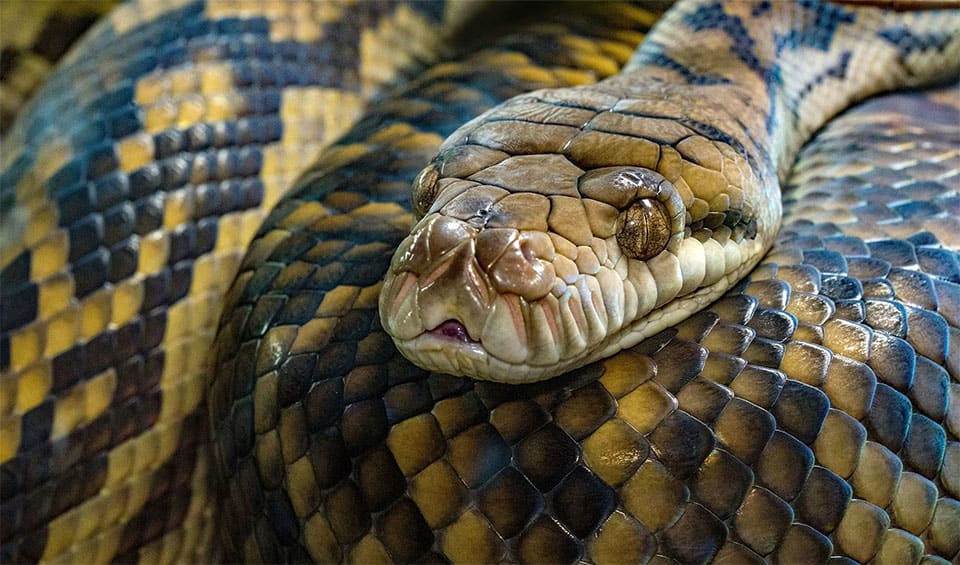 Pythonidae – Pythons: facts, distribution & population | BioDB