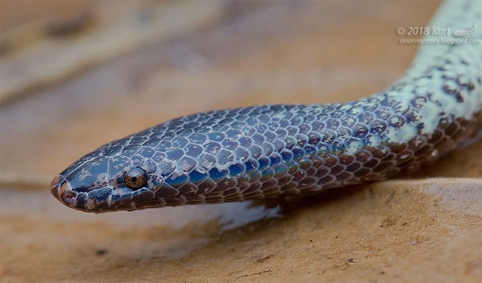 Xenophidiidae - Spinejaw snakes: facts, distribution & population | BioDB