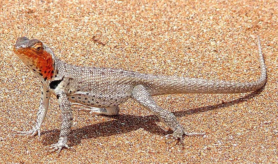 Tropiduridae - Neotropical ground lizards: facts, distribution ...