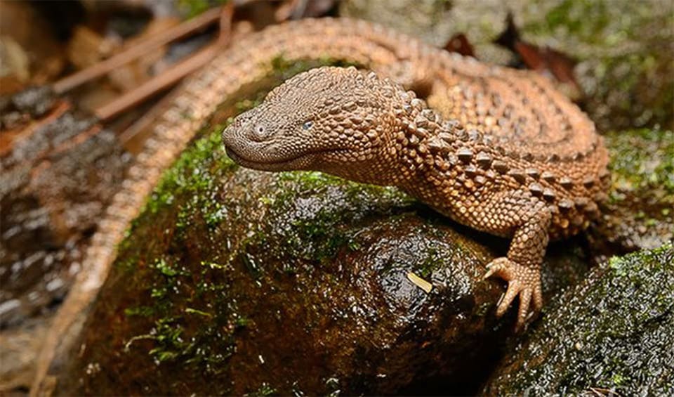 Lanthanotidae - Earless monitor lizard: facts, distribution ...