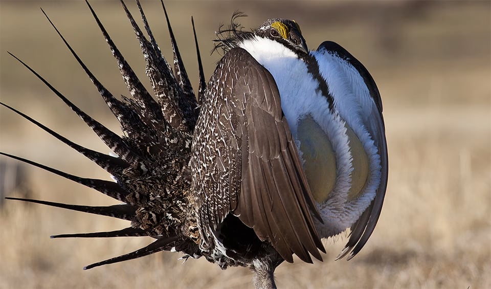 Centrocercus - Sage-grouse: facts, distribution & population | BioDB