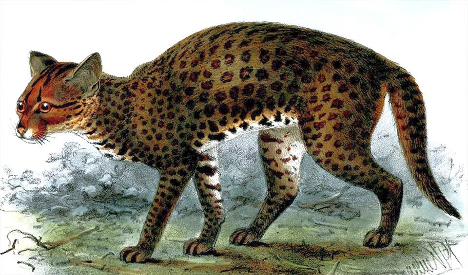 African golden cat facts, distribution & population | BioDB