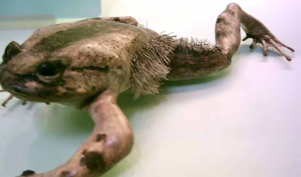 Hairy frog facts, distribution & population | BioDB