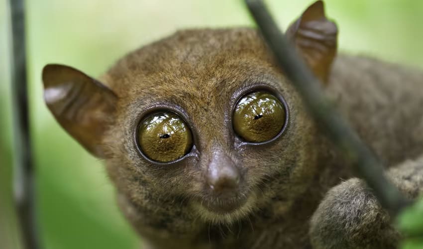 Tarsiidae - Tarsiers: facts, distribution & population | BioDB