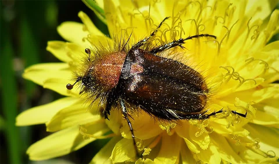 Glaphyridae - Bumble bee scarab beetles: facts, distribution ...