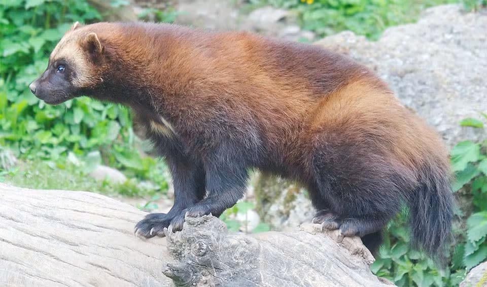 Wolverine facts, distribution & population | BioDB