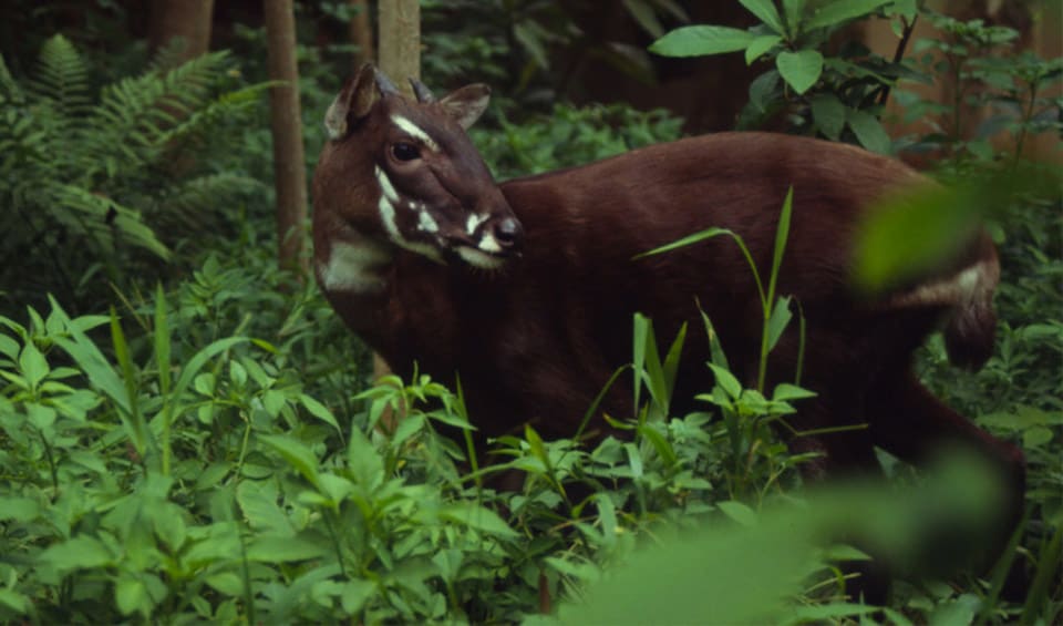 Saola facts, distribution & population | BioDB