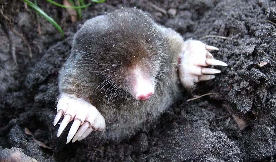 European mole facts, distribution & population | BioDB