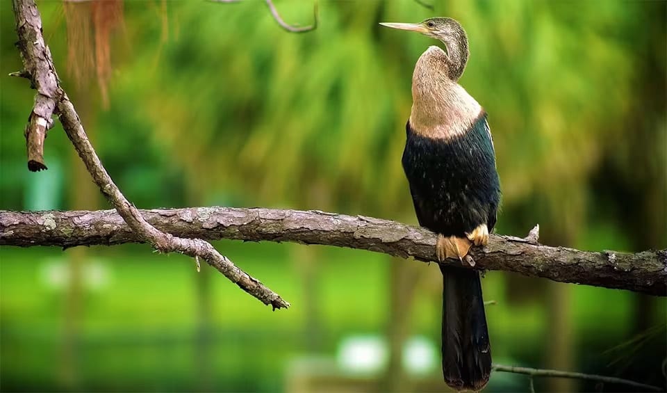Anhinga facts, distribution & population | BioDB