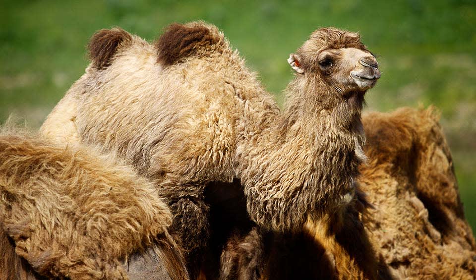 Bactrian camel facts, distribution & population | BioDB