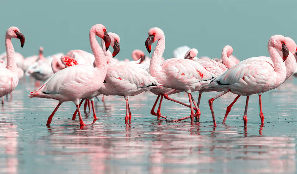 Phoenicopteridae – Flamingos: facts, distribution & population | BioDB