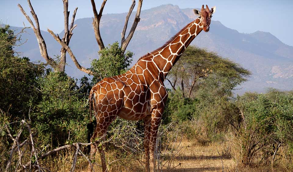 Reticulated giraffe facts, distribution & population | BioDB