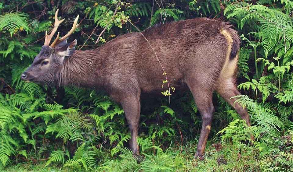 Sambar deer facts, distribution & population | BioDB
