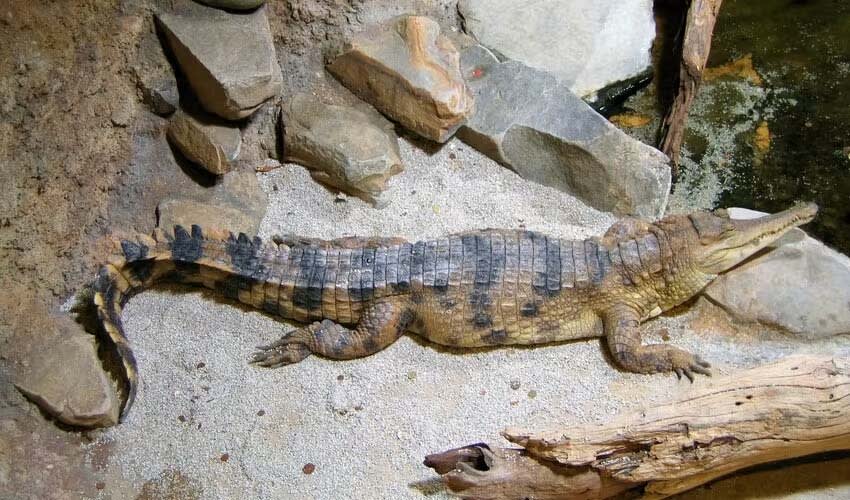 Mecistops – Slender-snouted crocodiles: facts, distribution ...