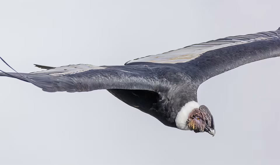 Andean condor facts, distribution & population | BioDB