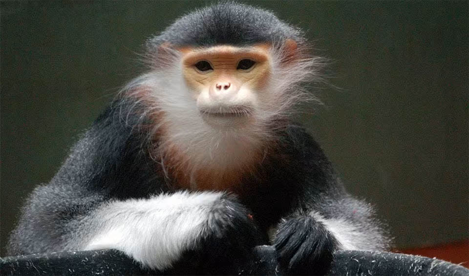 douc monkey