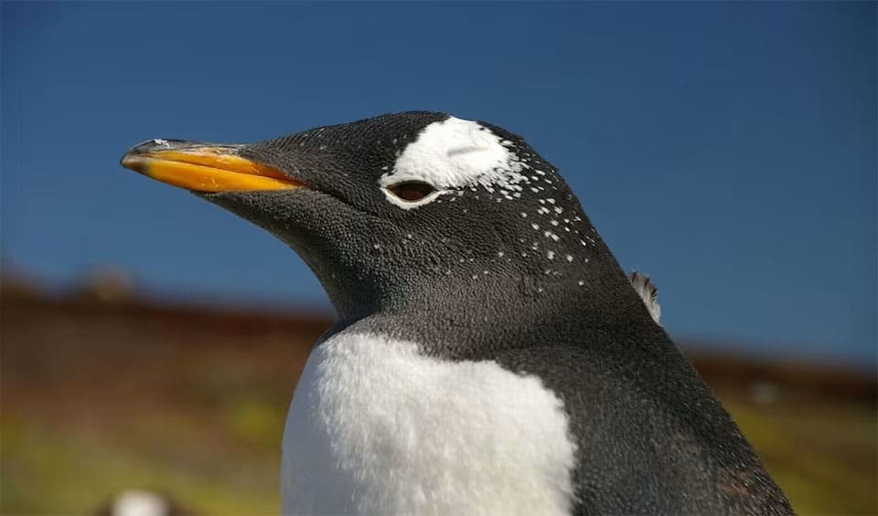Gentoo penguin facts, distribution & population | BioDB