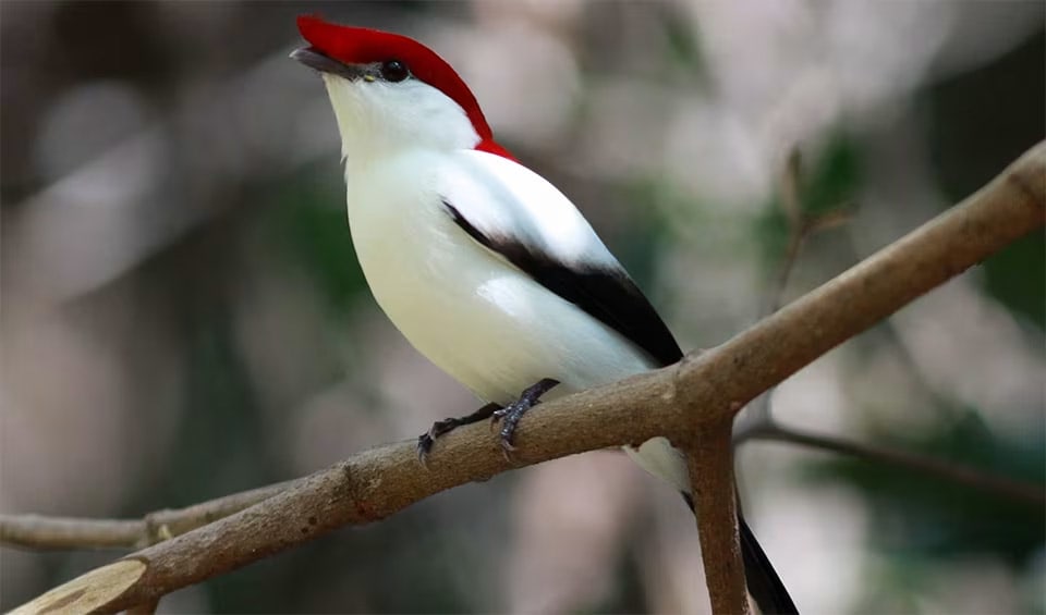 Araripe manakin facts, distribution & population | BioDB