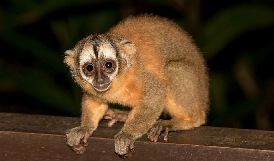 Andean night monkey facts, distribution & population | BioDB