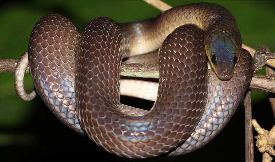 Cyclocoridae - Philippine water snakes: facts, distribution ...