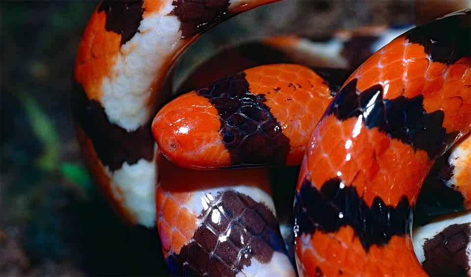 Aniliidae - False coral snake / American pipe snake: facts ...