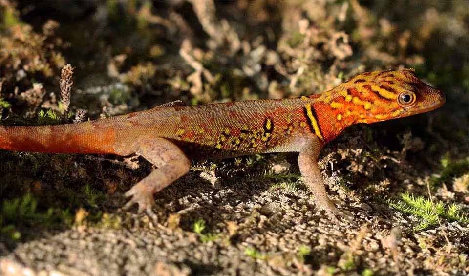 Sphaerodactylidae - Sphaeros & allies: facts, distribution & population ...