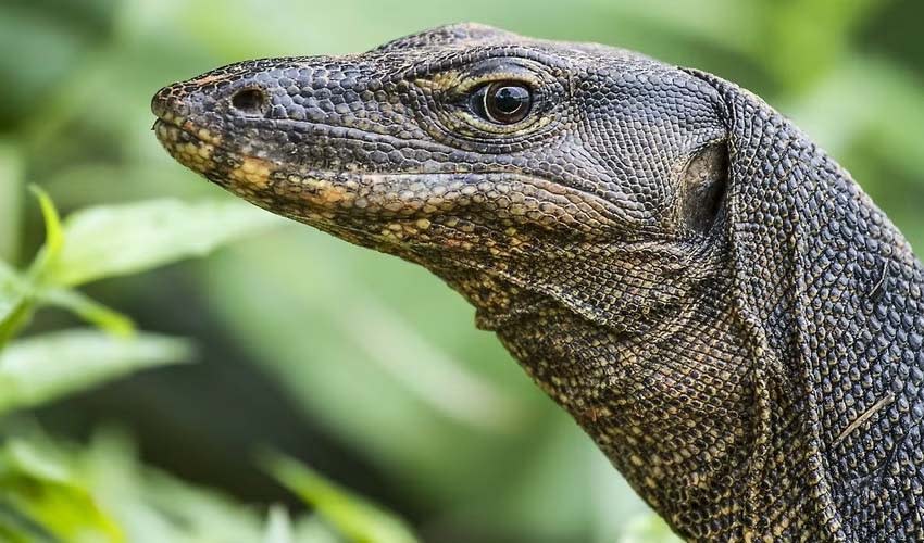 Varanidae – Monitor lizards: facts, distribution & population | BioDB