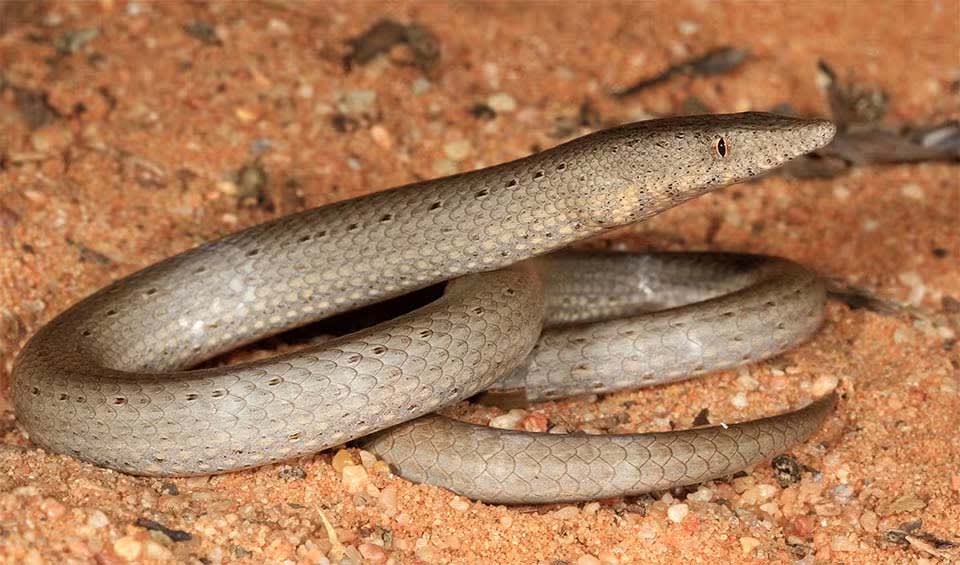 Pygopodidae - Snake-lizards: facts, distribution & population | BioDB