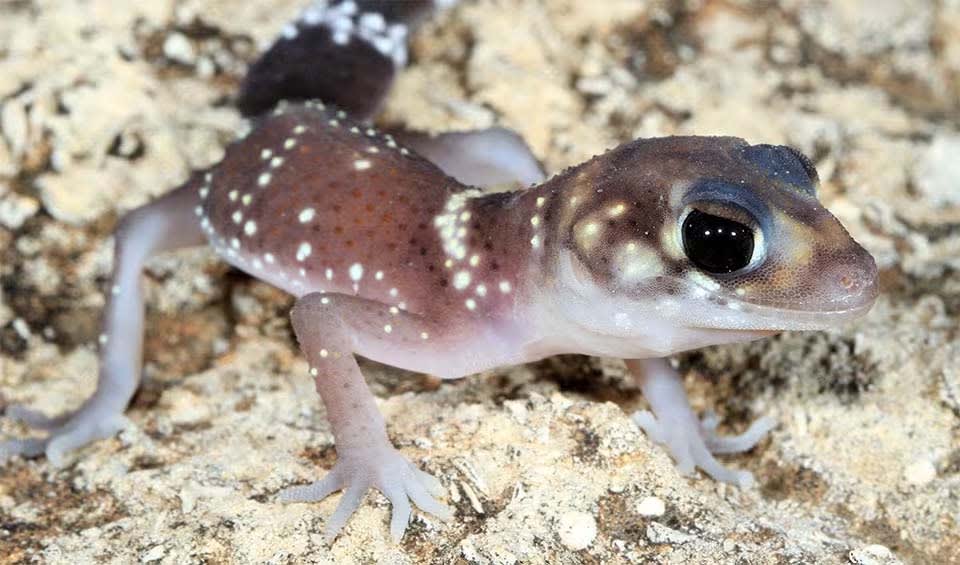 Carphodactylidae - Southern padless geckos: facts, distribution ...