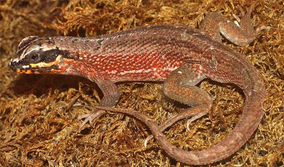 Leiocephalidae - Curly-tailed lizard: facts, distribution & population ...