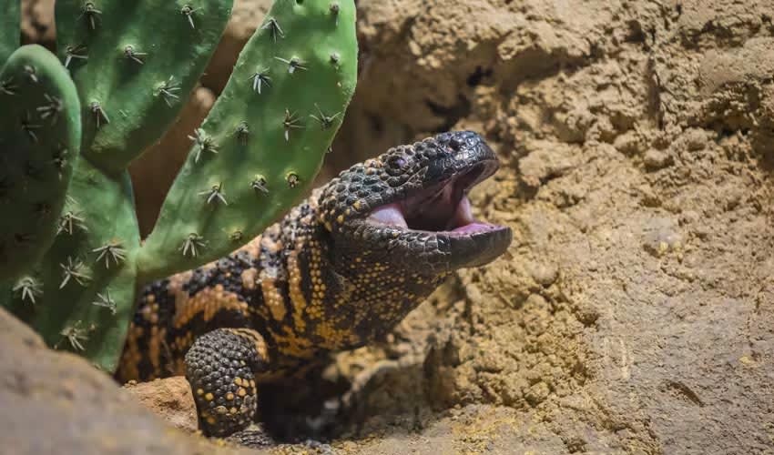 Helodermatidae – Gila monsters: facts, distribution & population | BioDB