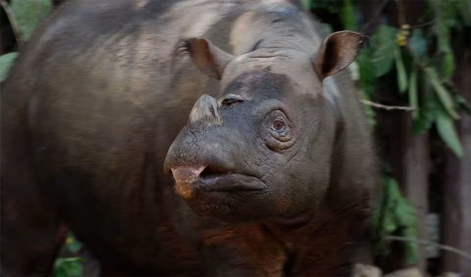 Sumatran rhinoceros facts, distribution & population | BioDB