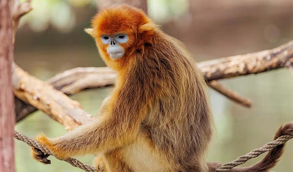 snub nosed monkey