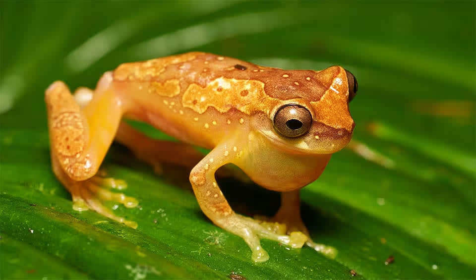 Rhacophoridae – Shrub frogs: facts, distribution & population | BioDB